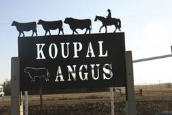 Koupal Angus