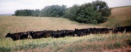 Koupal Angus